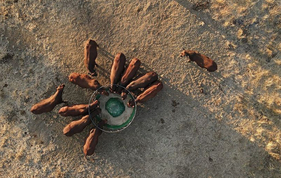 About | Molatek - Partnering in Ruminant Nutrition