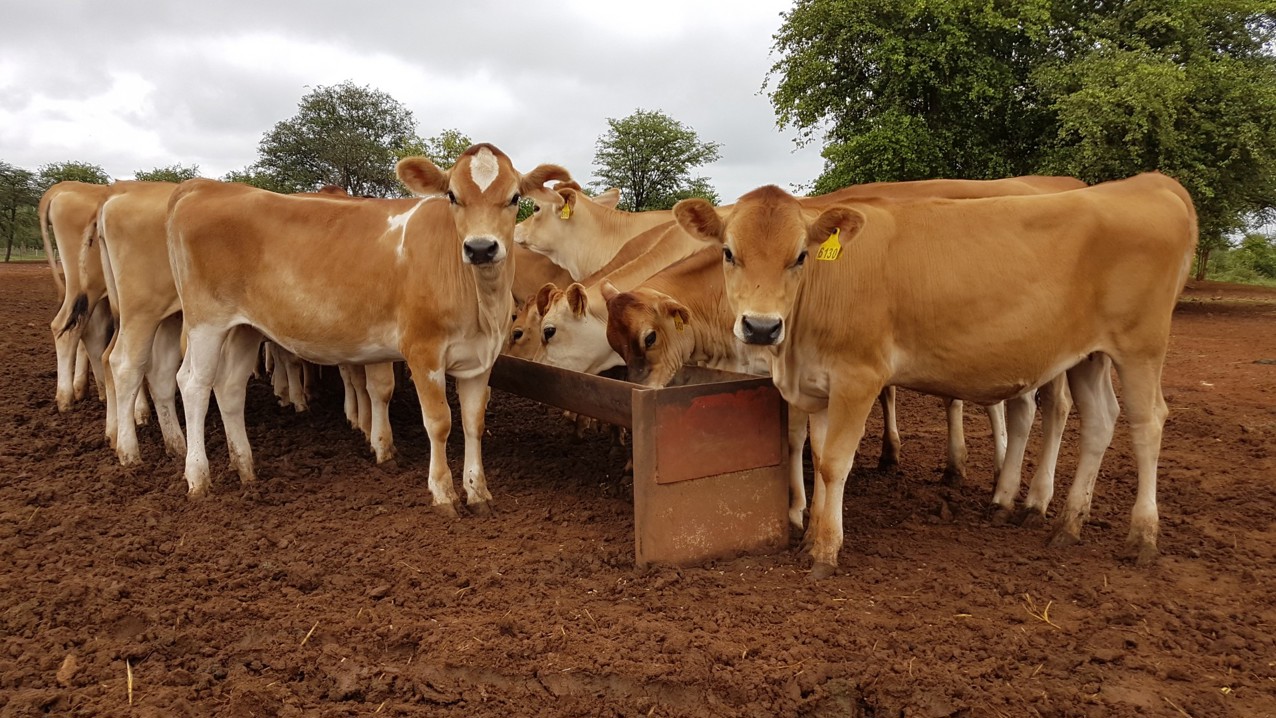 Blog | Molatek - Partnering in Ruminant Nutrition
